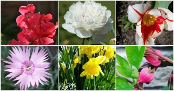 10 Plants to Have for Spring Flowers